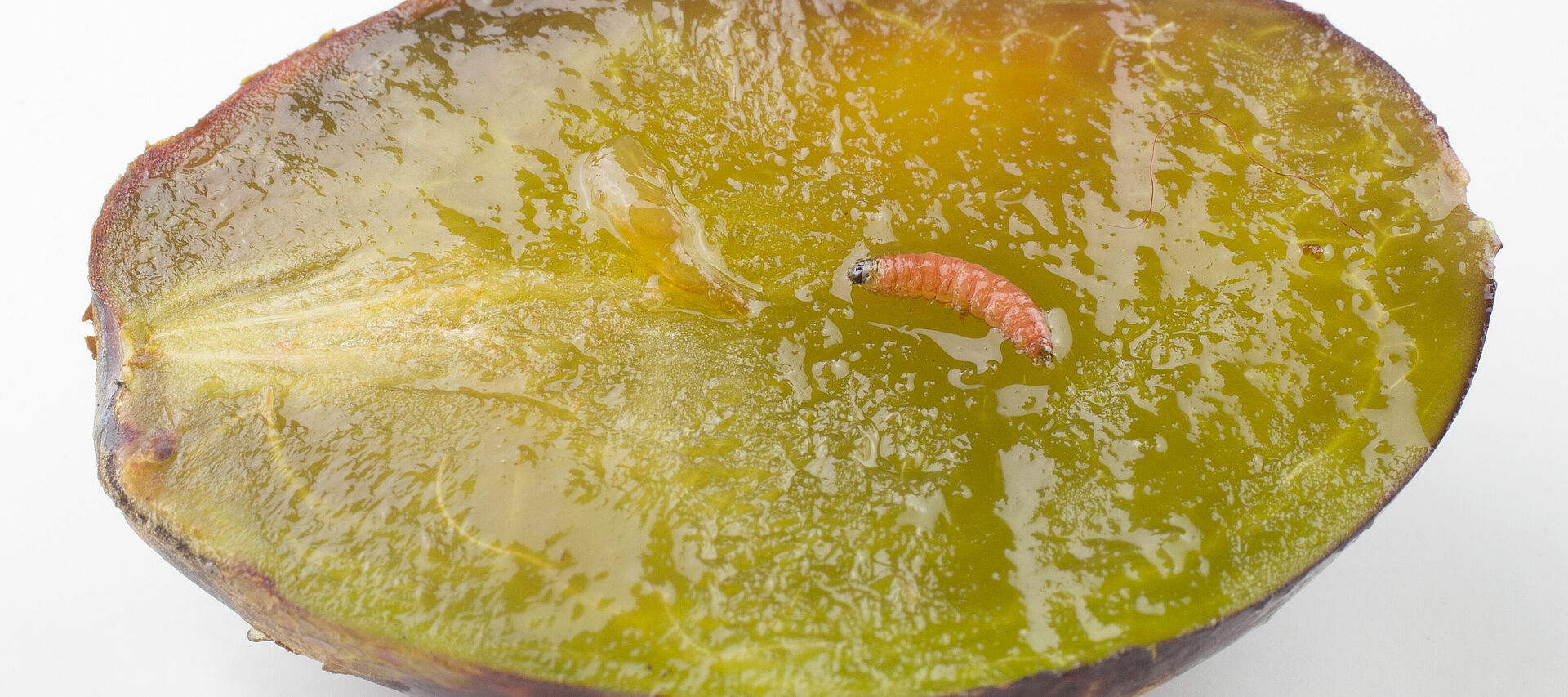 Red plum maggot - Biocontrol, Damage and Life Cycle