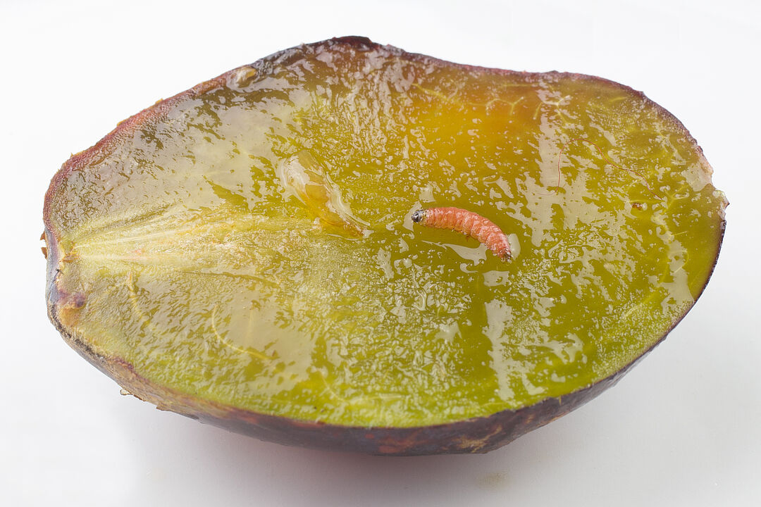 maggots in plums