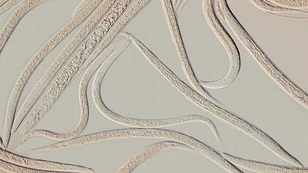 Nematodo