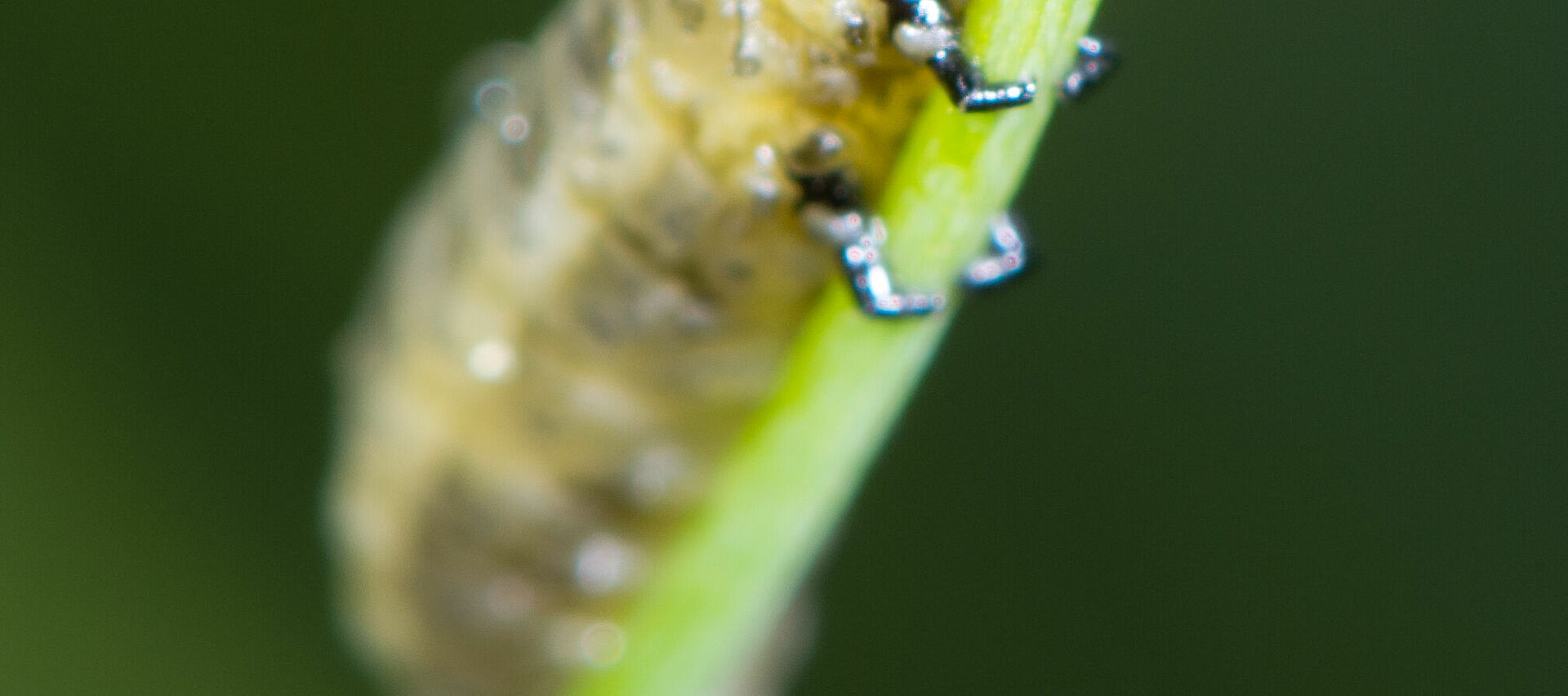 Common asparagus beetle - Biocontrol, Damage and Life Cycle