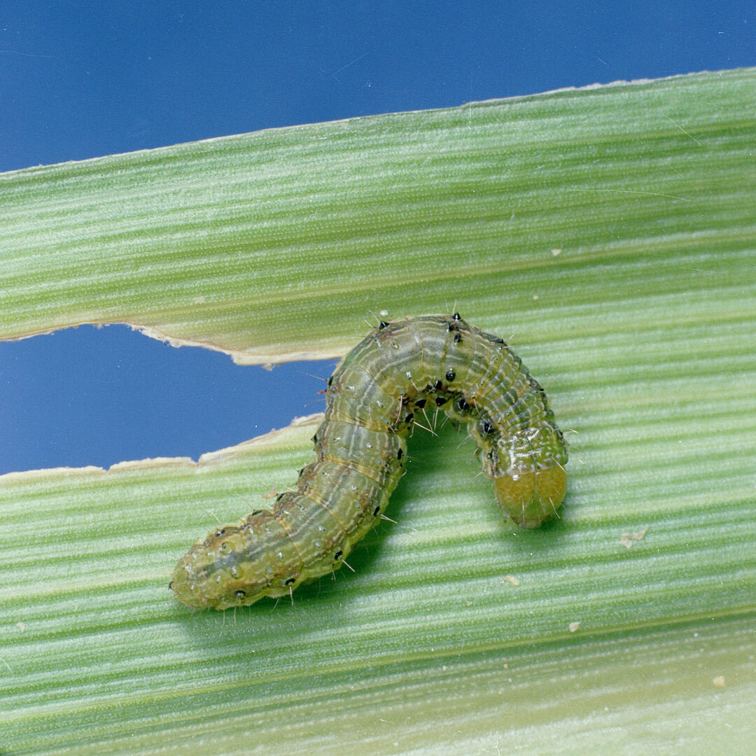 corn earworm larvae
