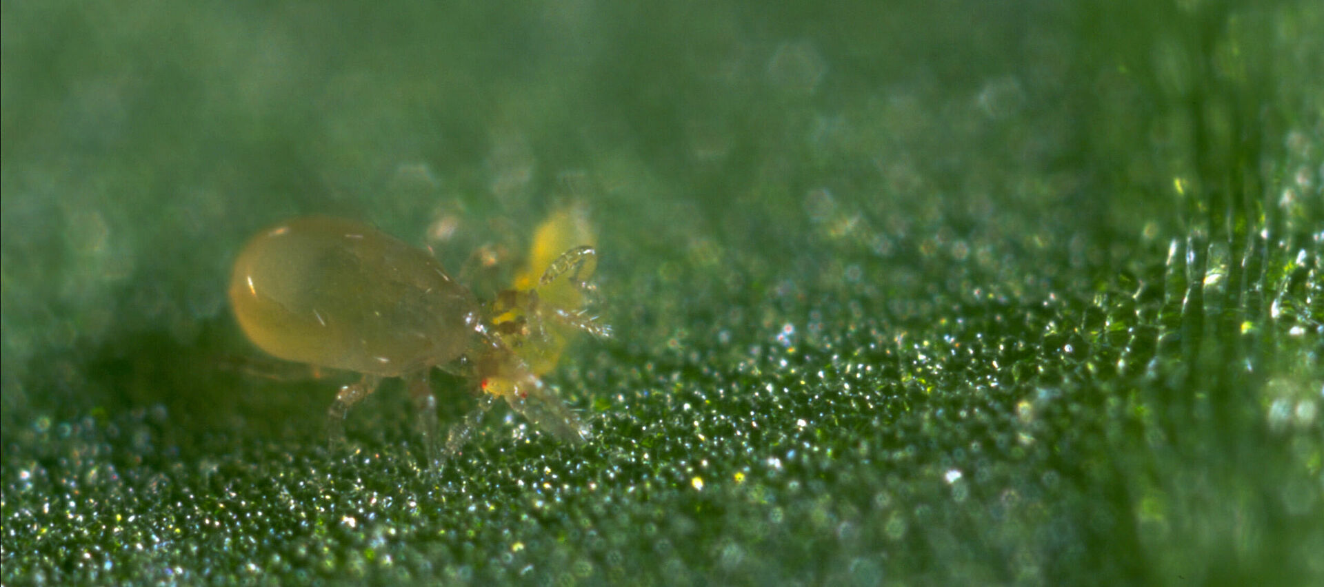 Neoseiulus cucumeris - Predatory Mite for Thrips Control