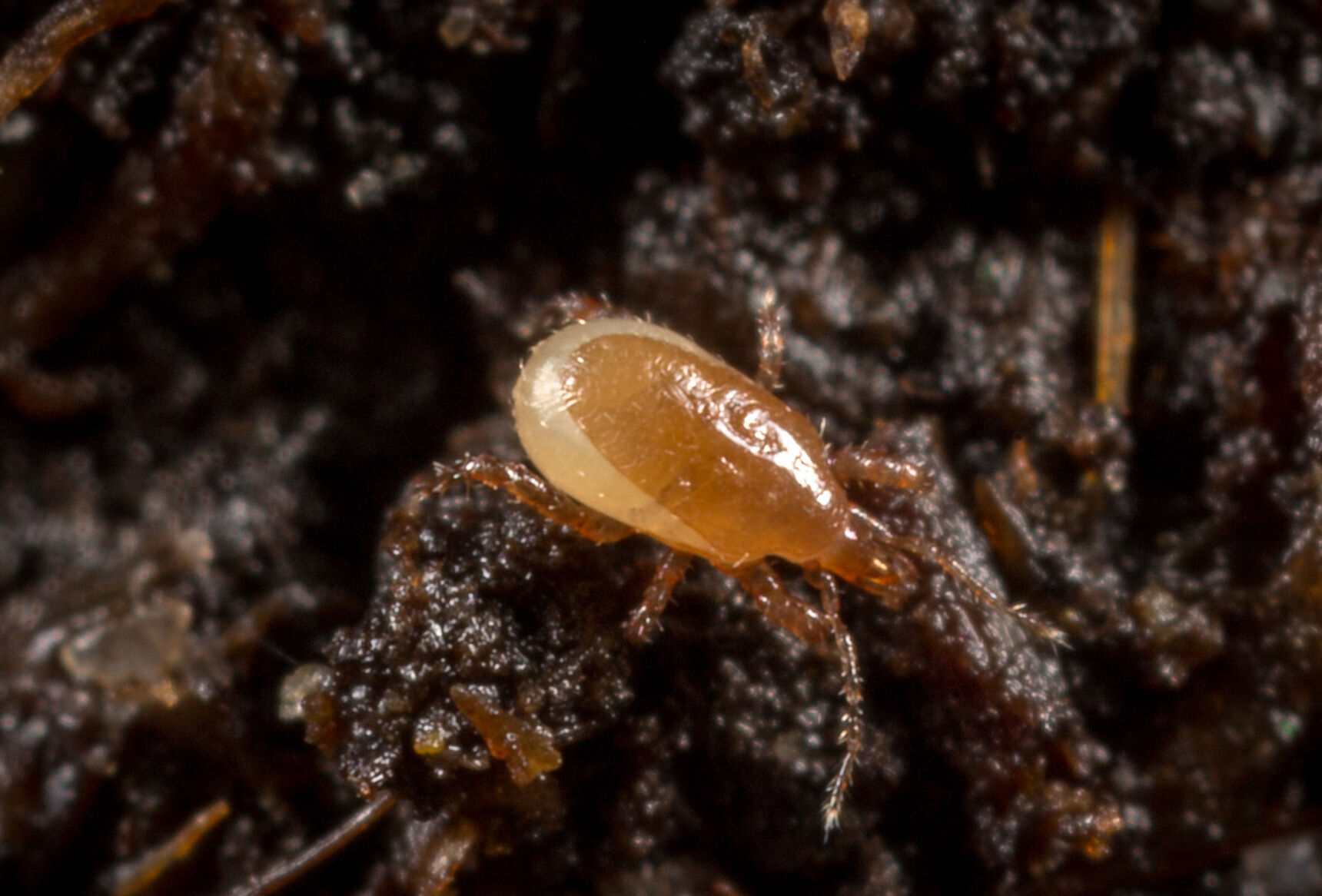 Macrocheles robustulus - Predatory Mite for Pest Control