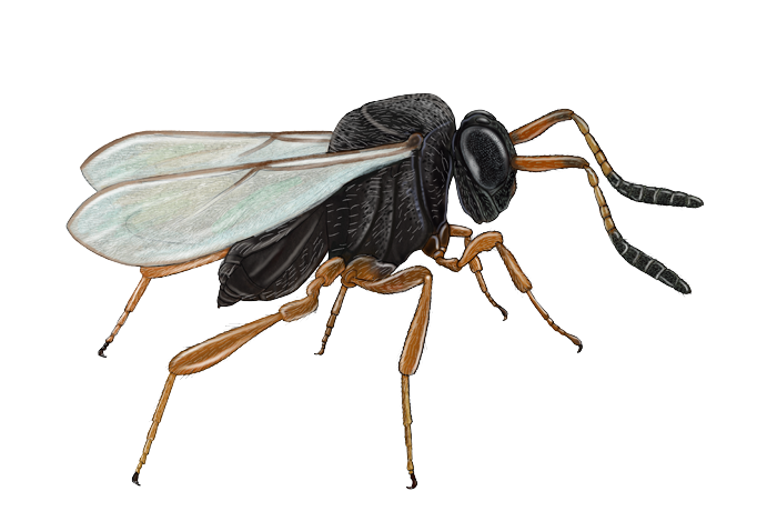Parasitic Wasps for Pest Control