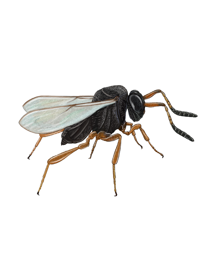 Welcome Nezapar, so long stink bug! | Koppert Global