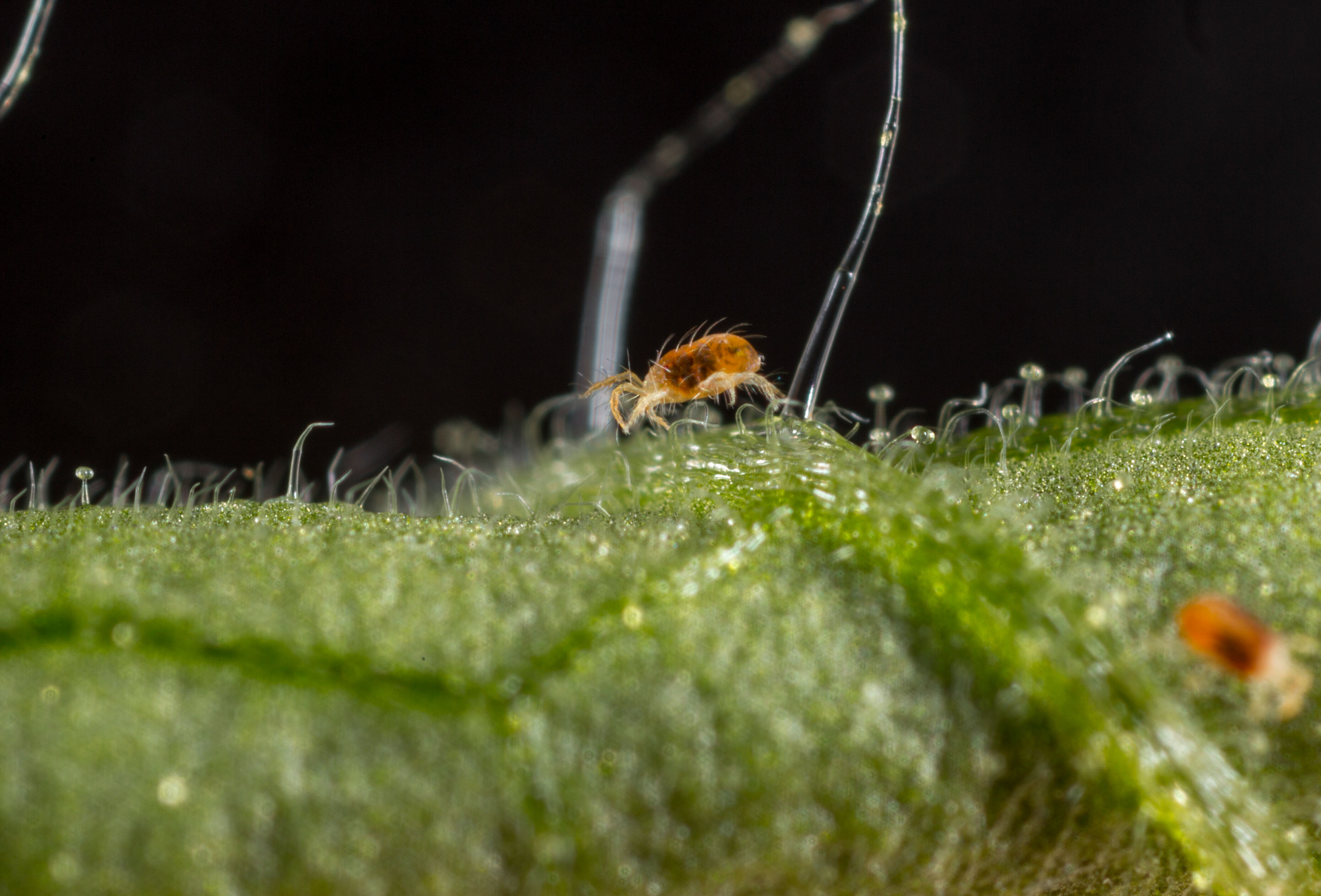 Spider Mite Control: The Essential Guide | Koppert Global
