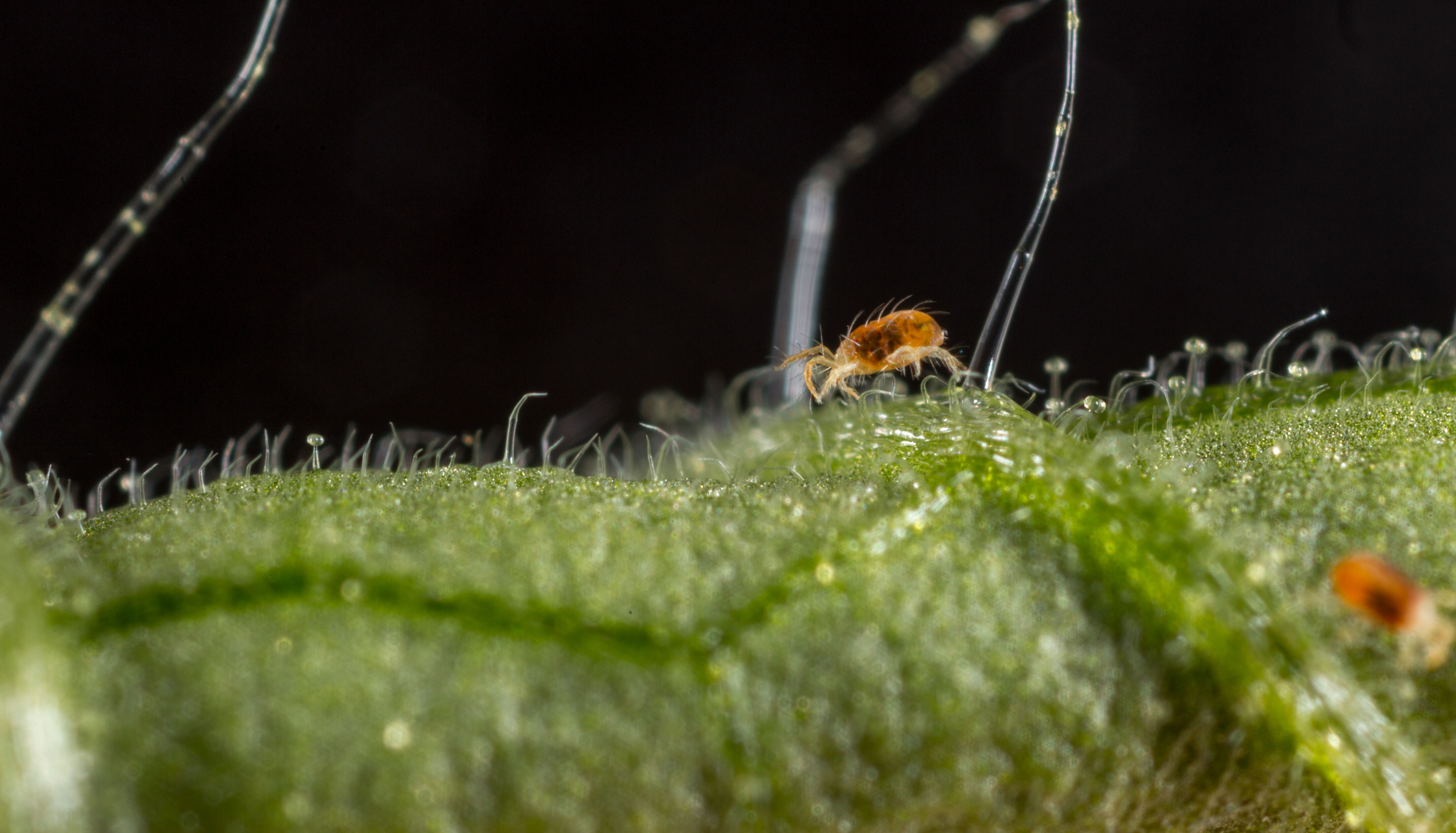 Two-spotted spider mite - Biocontrol, Damage and Life Cycle