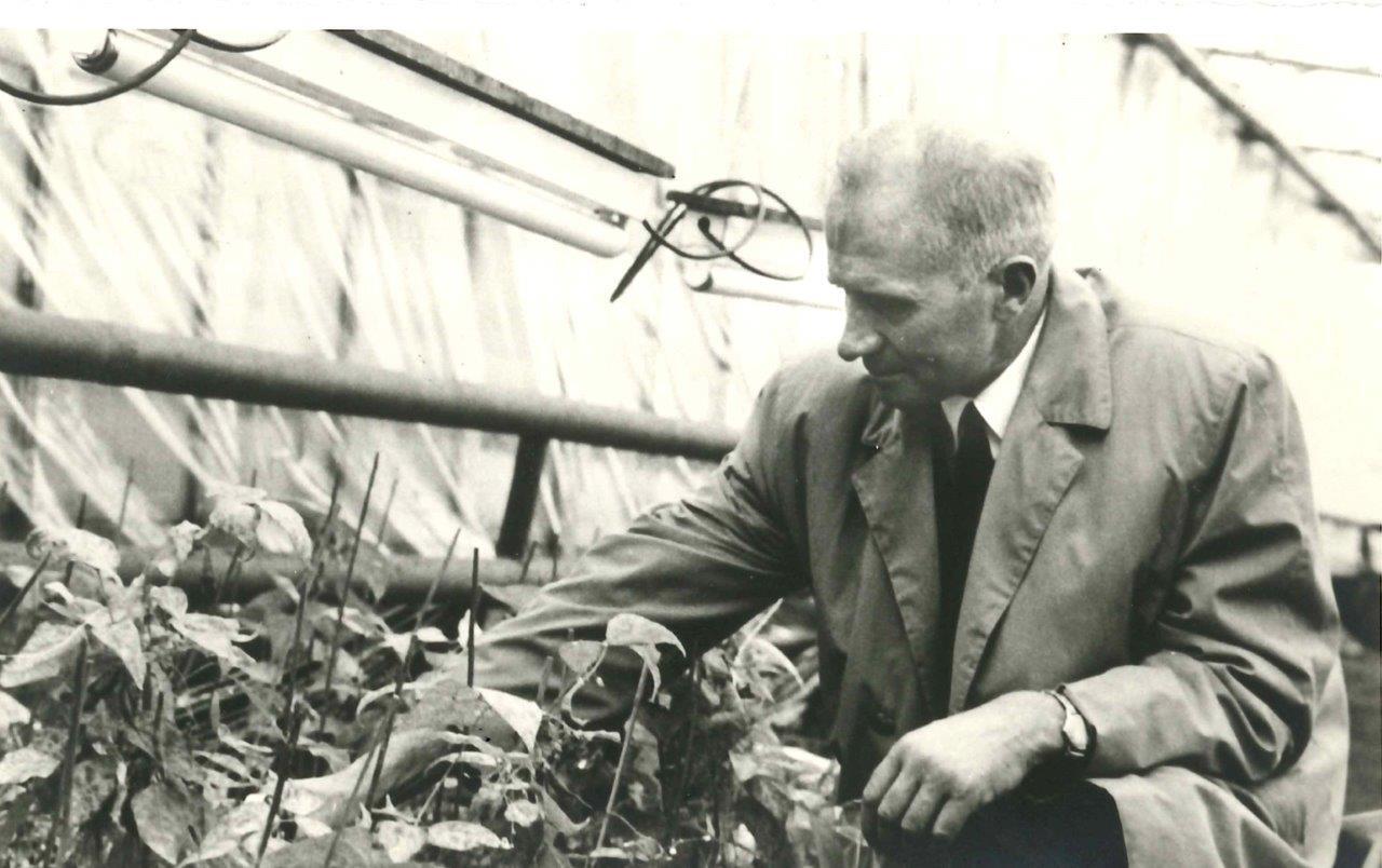 From pioneer to market leader: Koppert celebrates its fiftieth ...