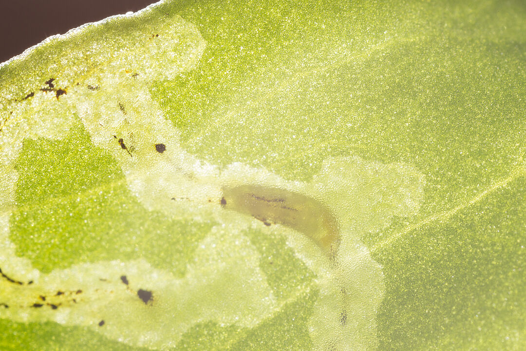 leaf miner control uk