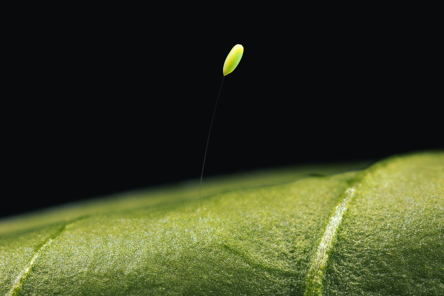 Chrysoperla carnea - Green lacewing for pest control