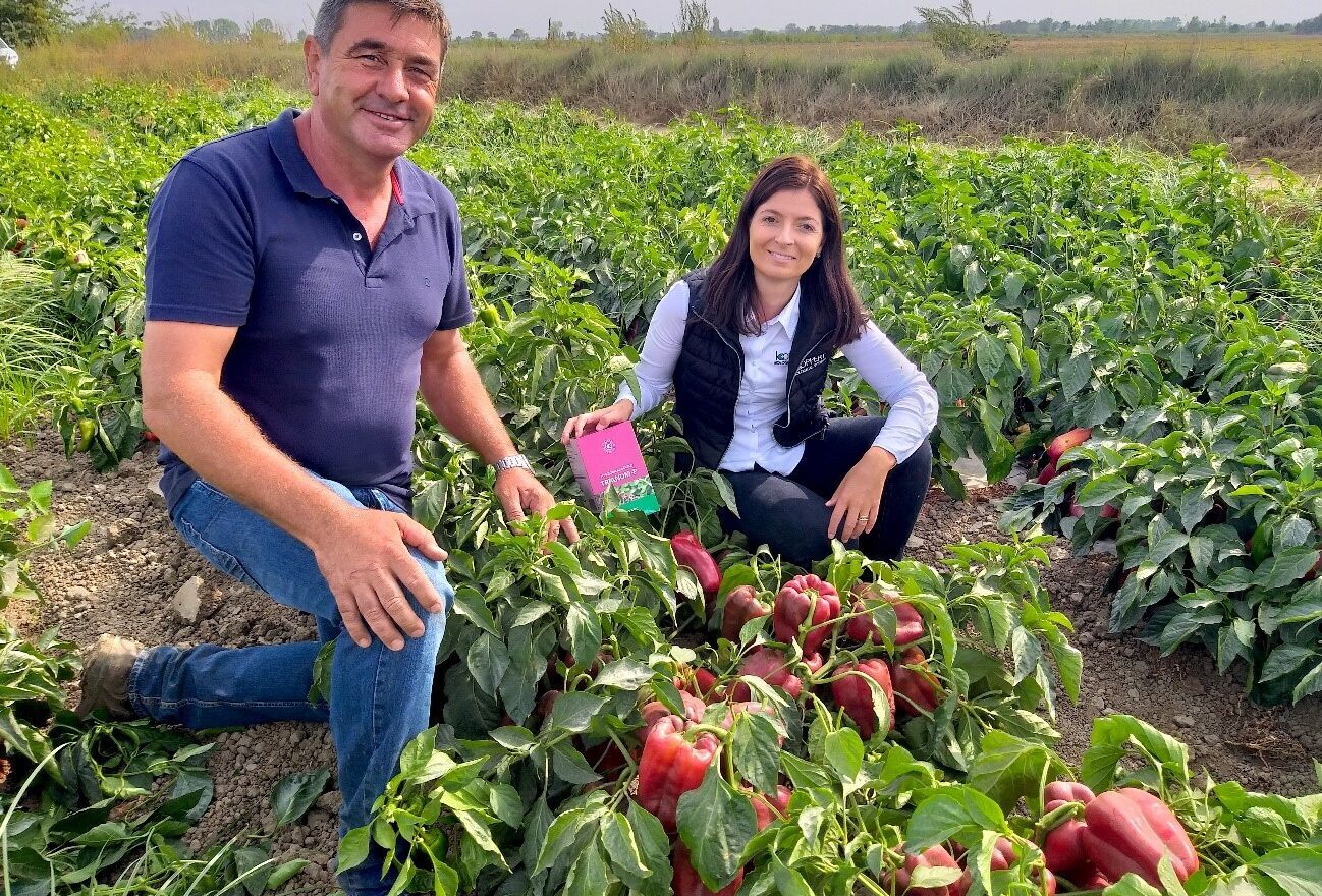 Trianum-P improves open field pepper production in Portugal | Koppert ...