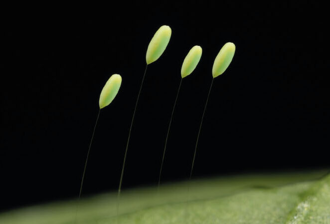 Effective control with Chrysopa-E! | Koppert Global