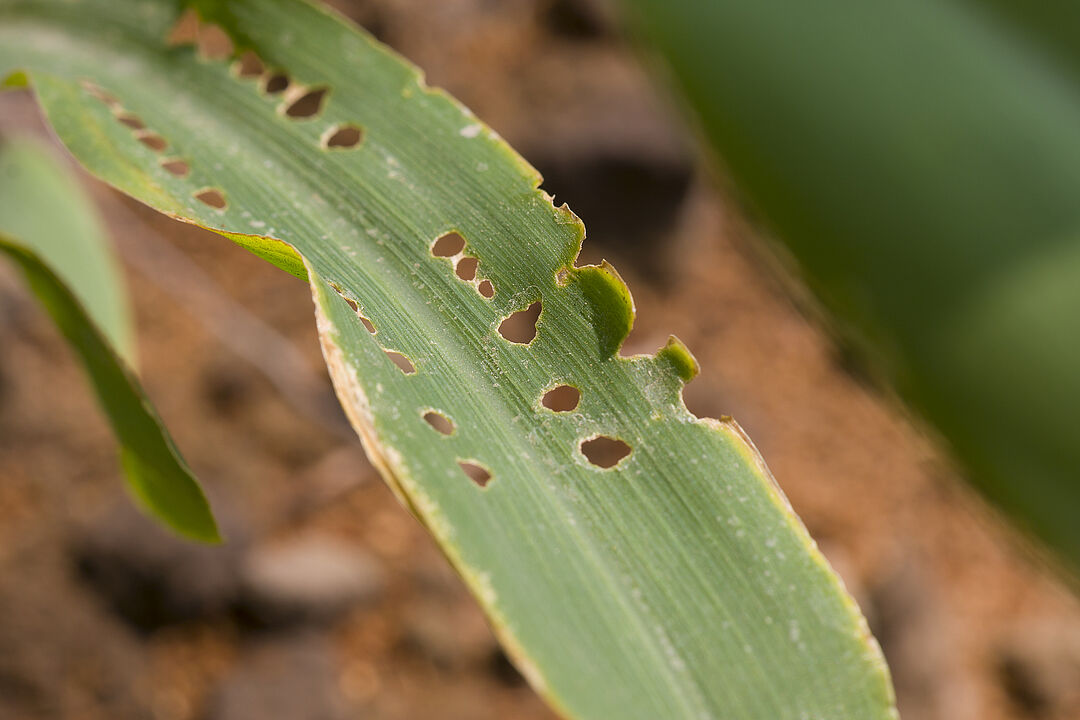 fall armyworm corn