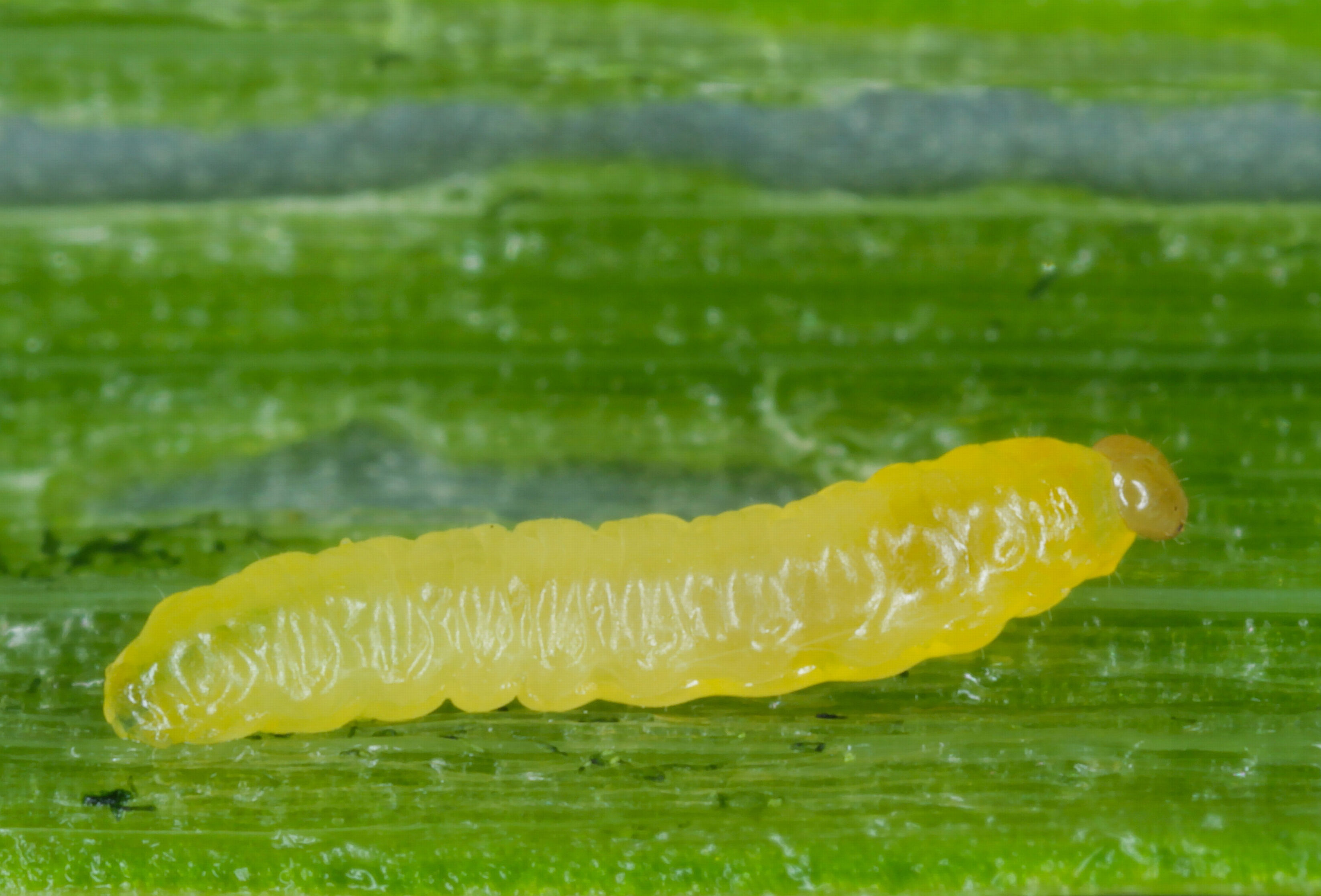 Leek moth - Biocontrol, Damage and Life Cycle