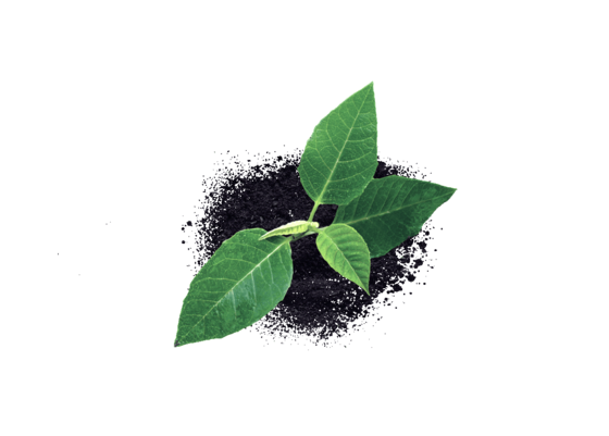 Spical-Plus | Spider Mite Control | Predatory Mites (Neoseiulus ...