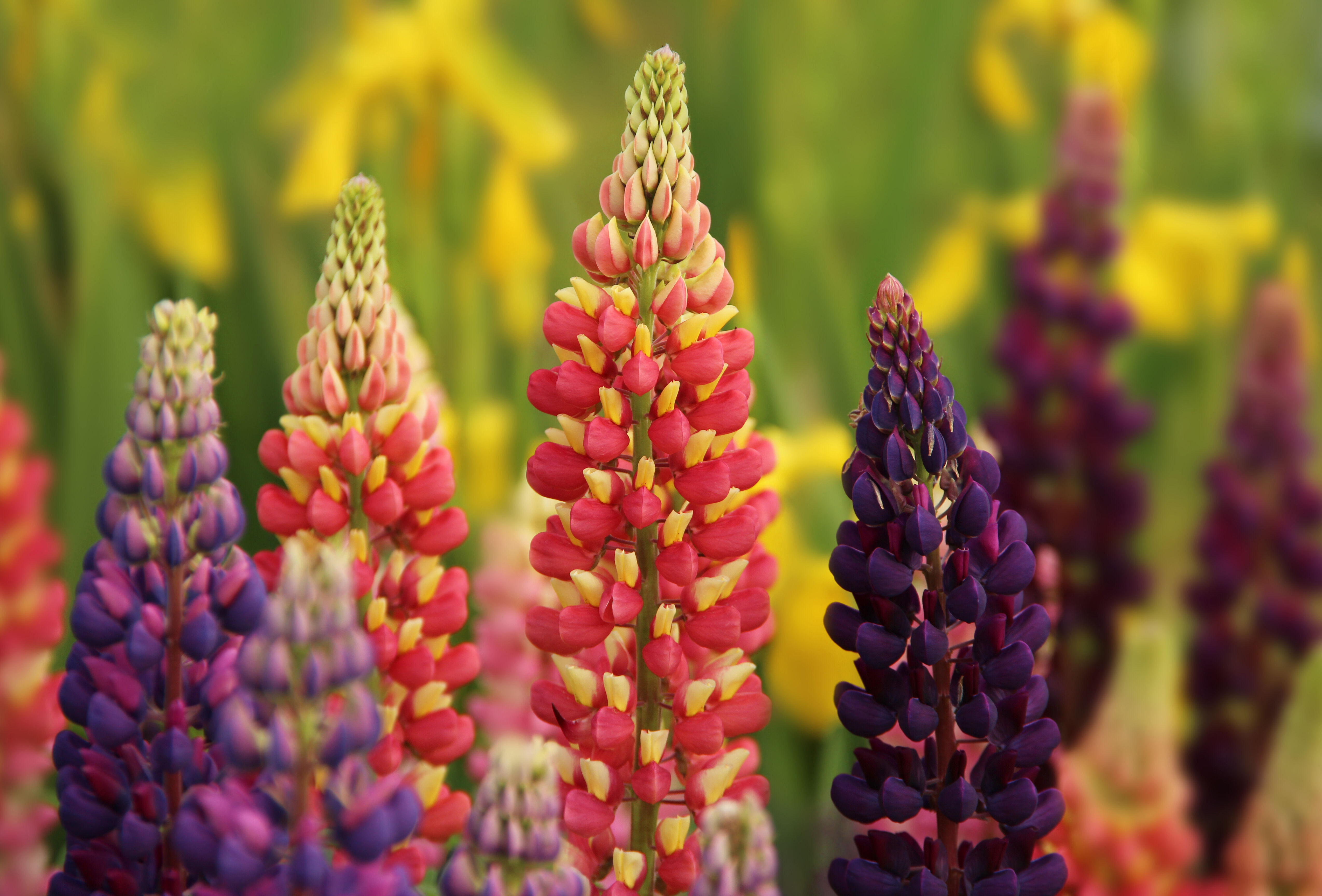 Perennials | Koppert Global