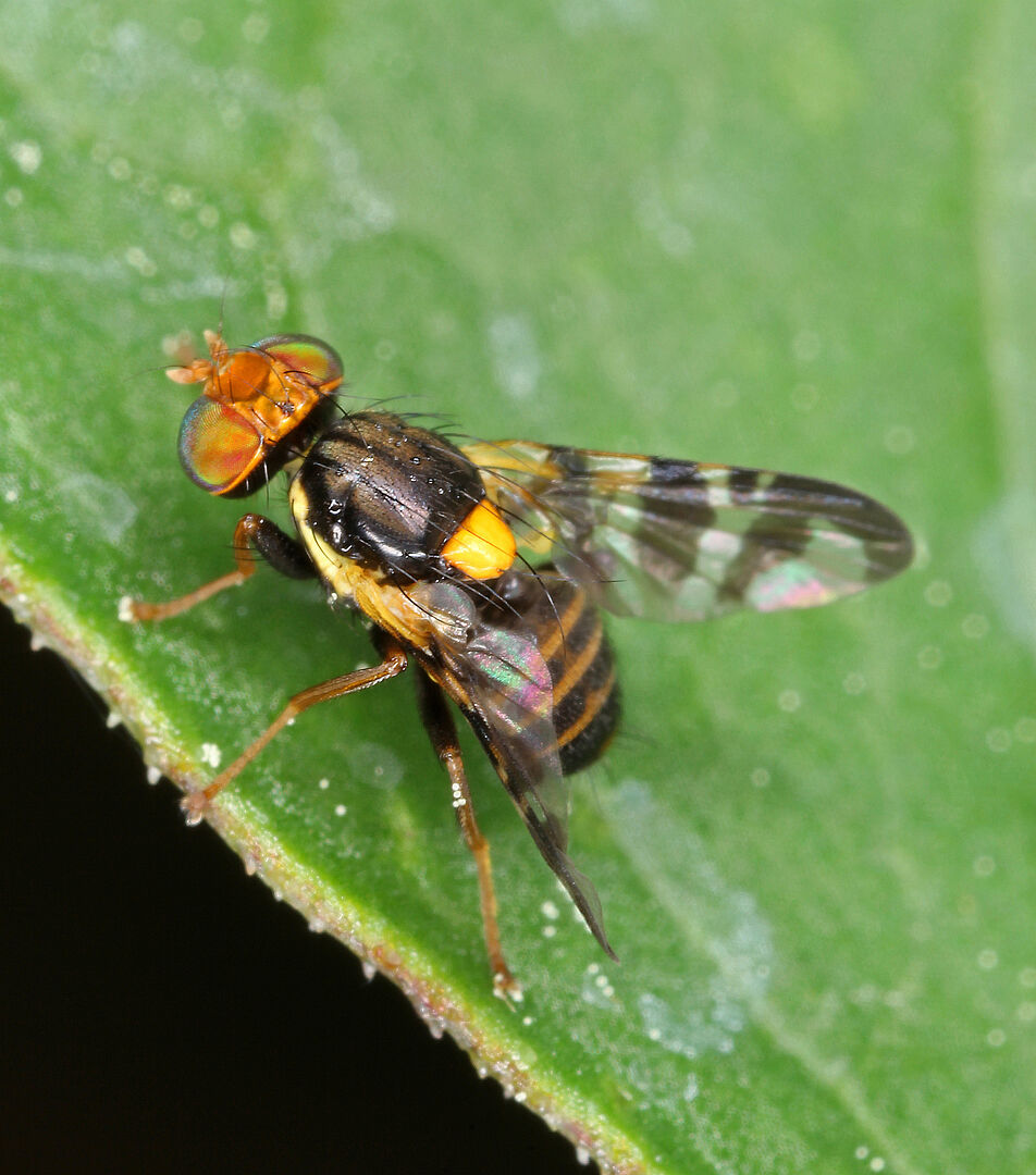 black cherry fruit fly