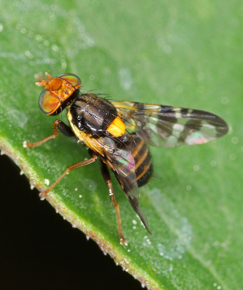 Cherry fruit fly - Biocontrol, Damage and Life Cycle
