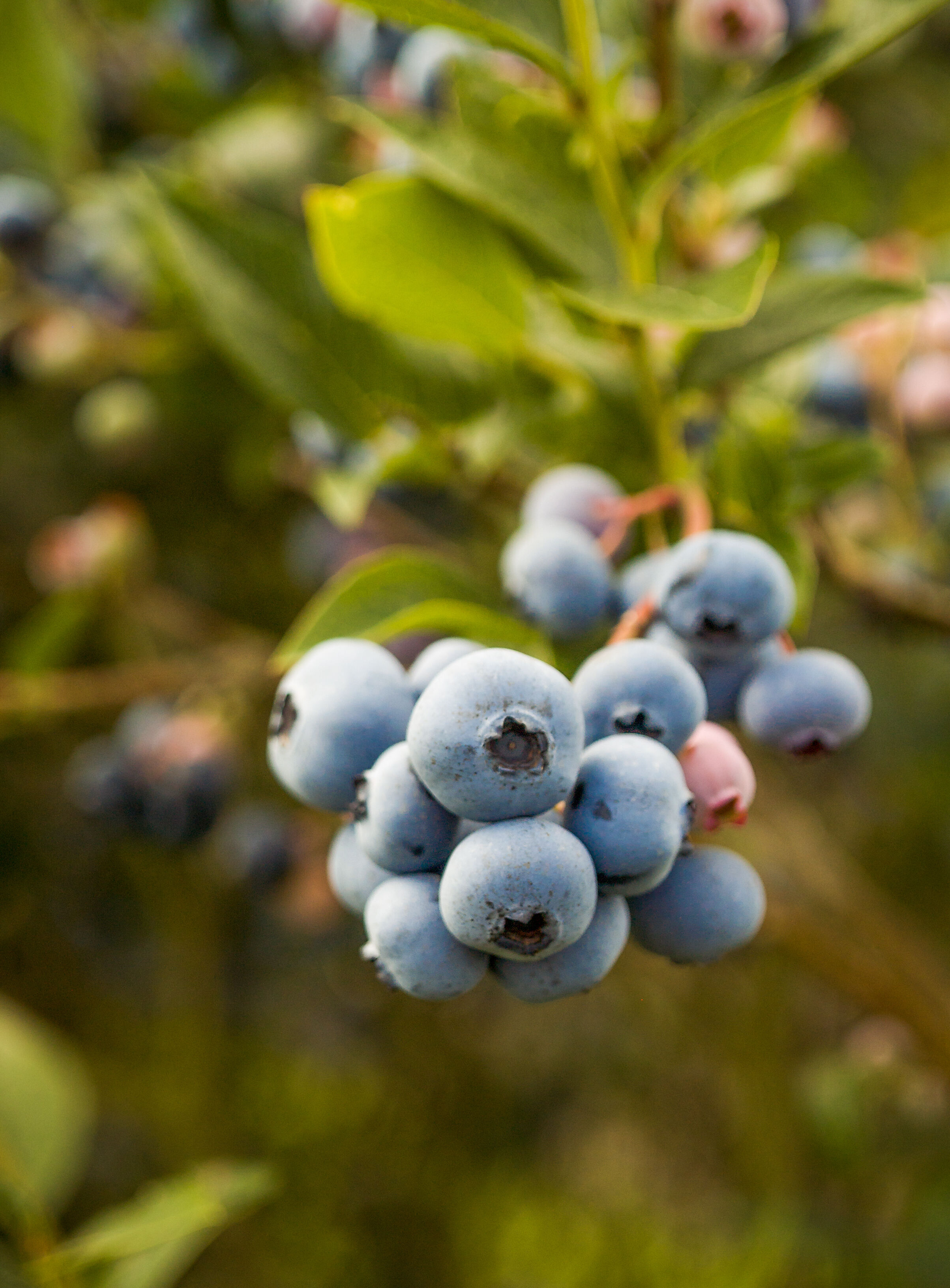 Blueberry - Pests, Diseases, Biological control and Pollination