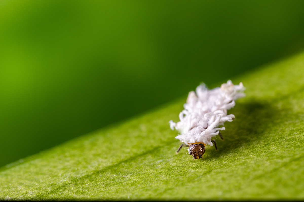 Cryptobug-L | Mealybug Control | Predatory Beetles (Cryptolaemus ...