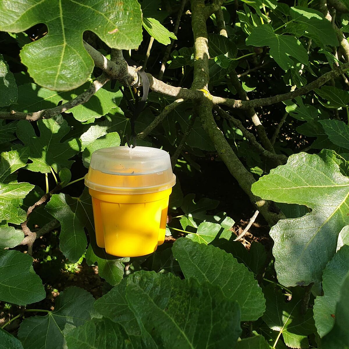 Moskisan | Monitor and Trap Mediterranean fruit fly | Pheromone Trap