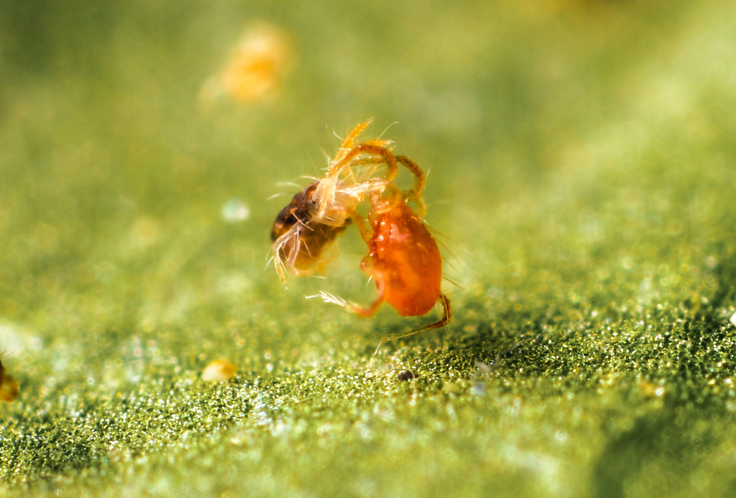 Effective spider mite control with predatory mites | Koppert Global