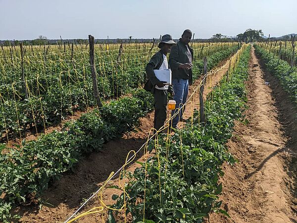 Zimbabwe Agriculture Cultivation Fertilizer Use By Crop In Zimbabwe