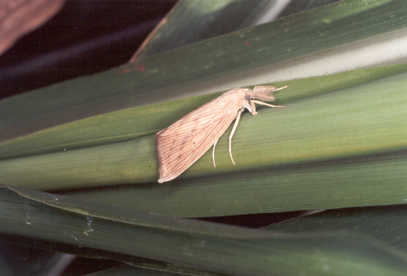 Sugarcane stalk borer - Biocontrol, Damage and Life Cycle