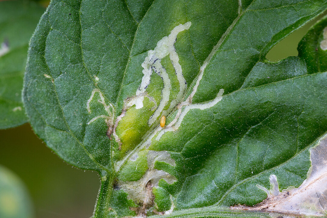 cherry tree leaf miner