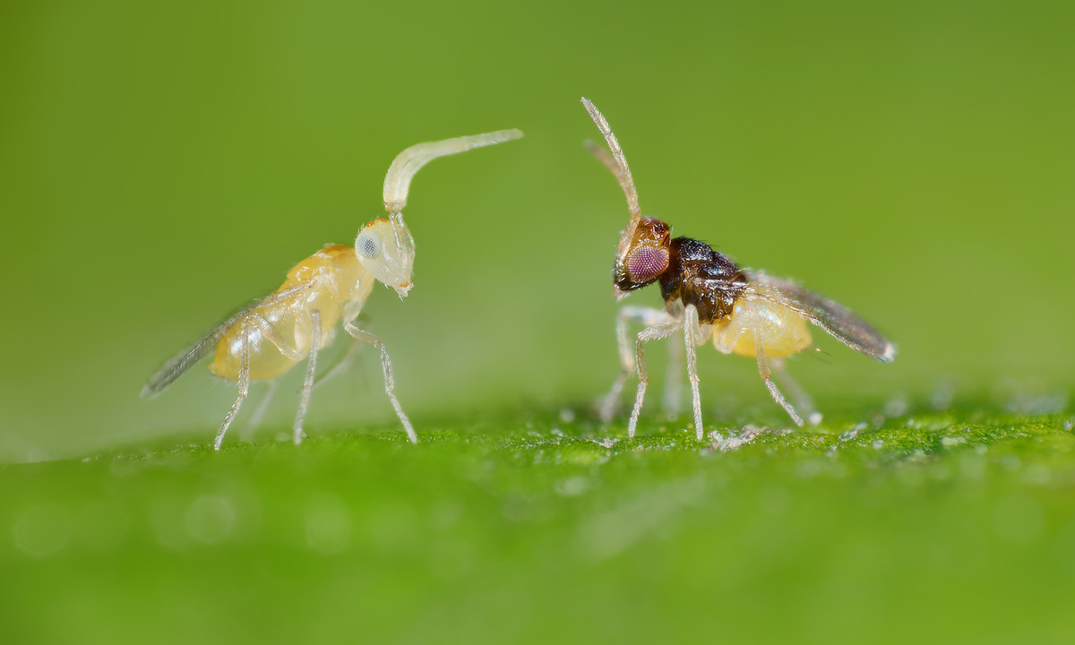 Enermix | Whitefly Control | Parasitic Wasps