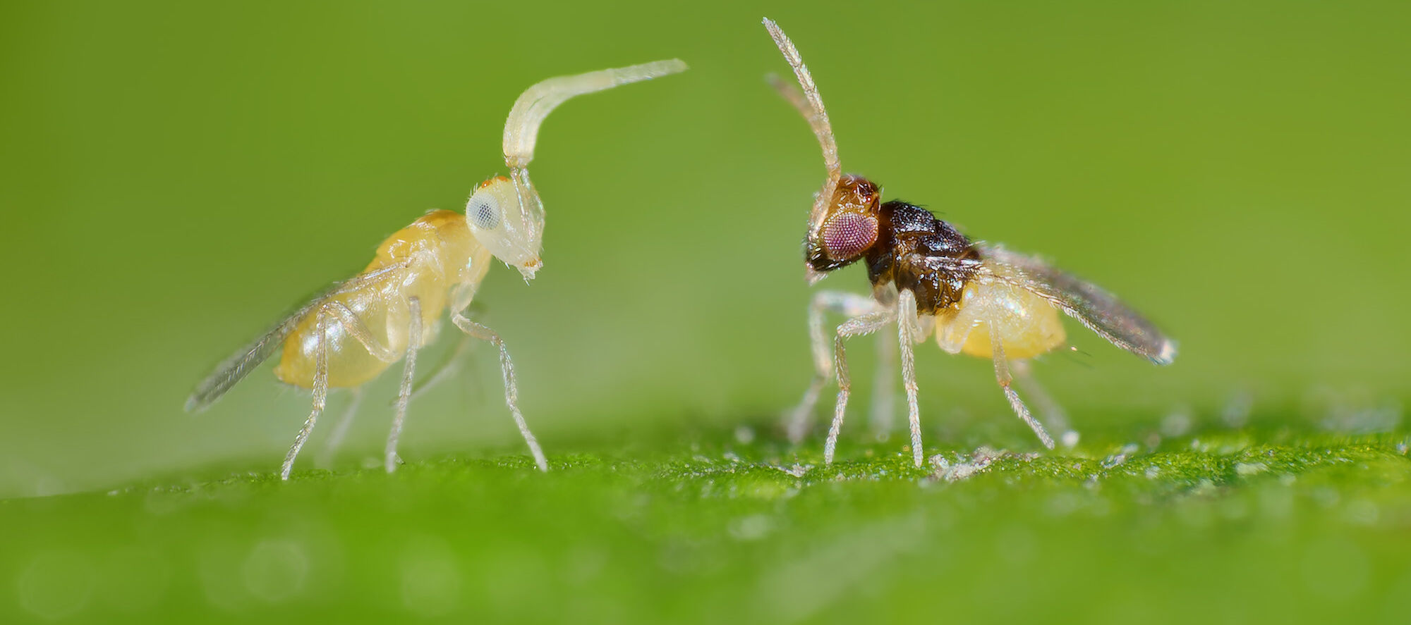 Effective Whitefly Control Using Parasitic Wasps - Commercial Growers