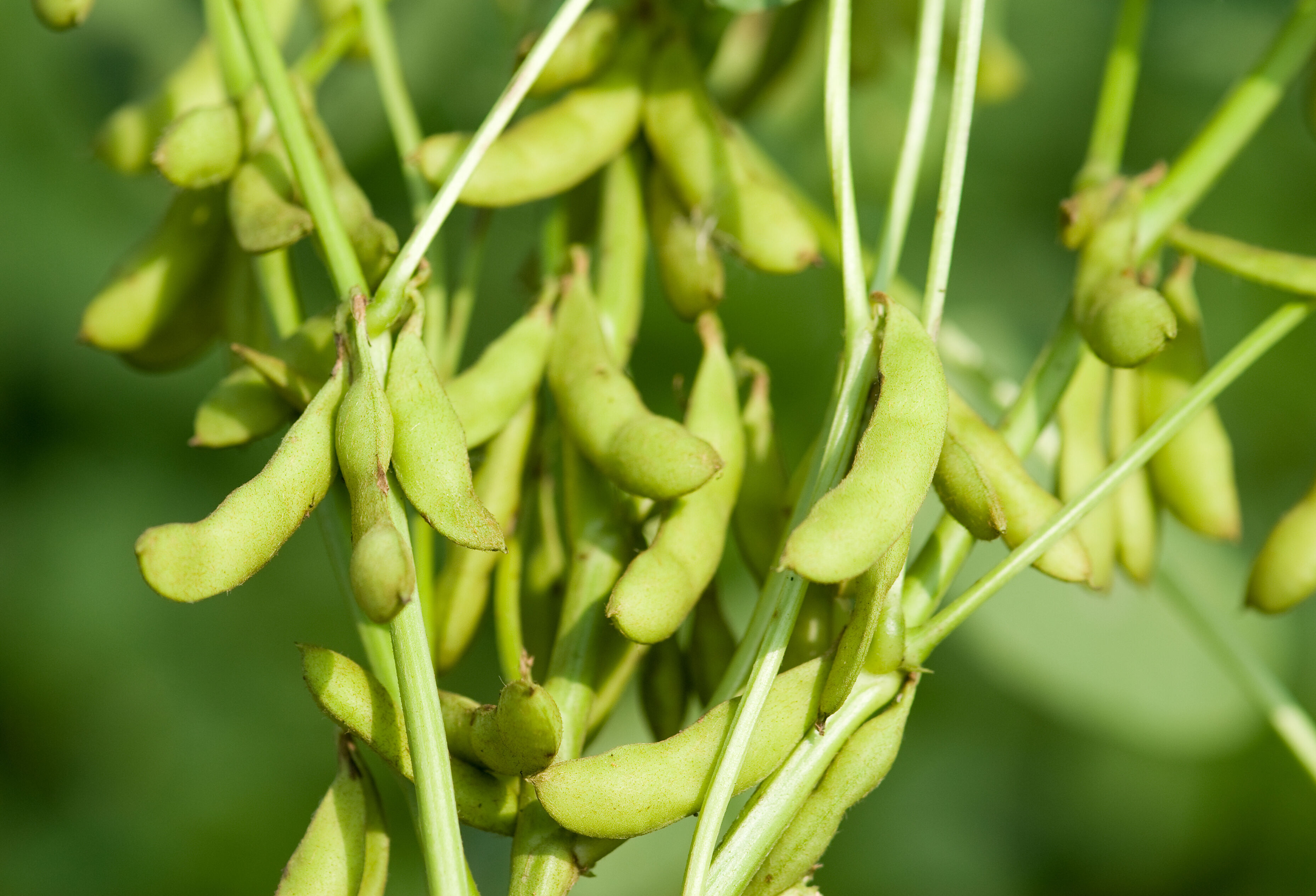 Soybean | Koppert Global