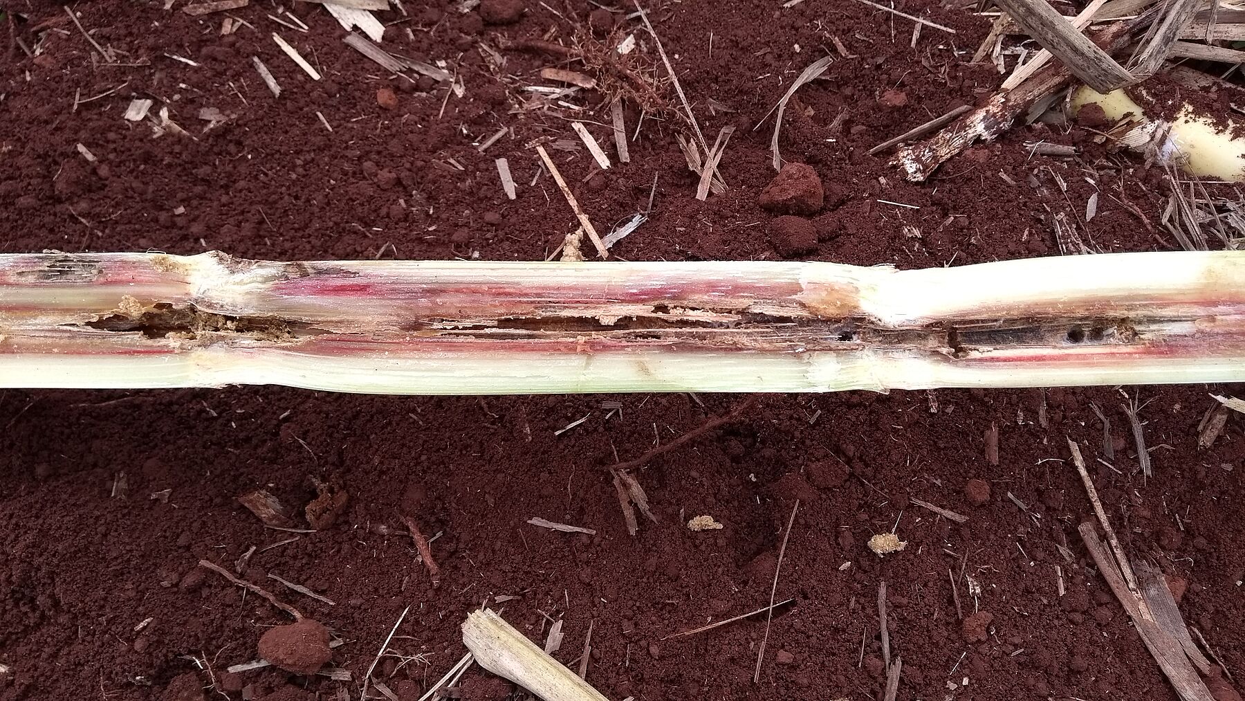 Sugarcane stalk borer - Biocontrol, Damage and Life Cycle