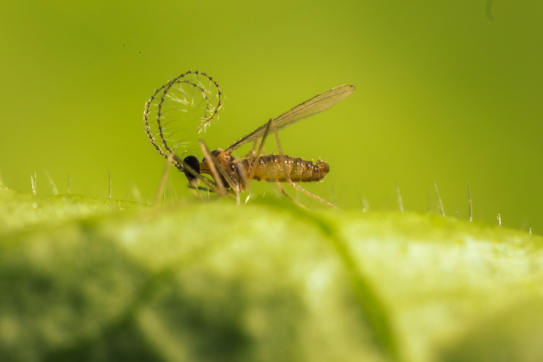 Aphidoletes aphidimyza - Predatory Gall Midge for Aphid Control