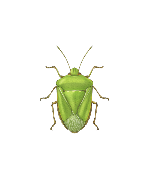 green triangular bug