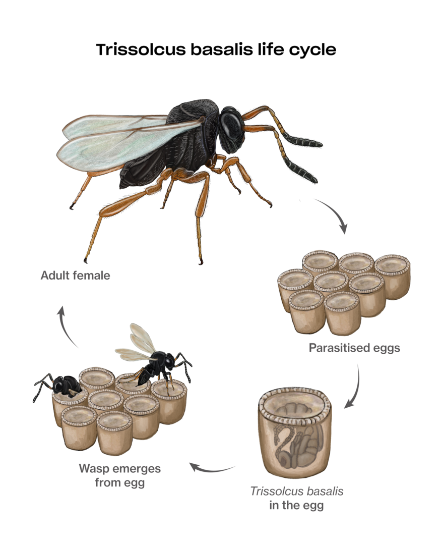 trichogramma life cycle