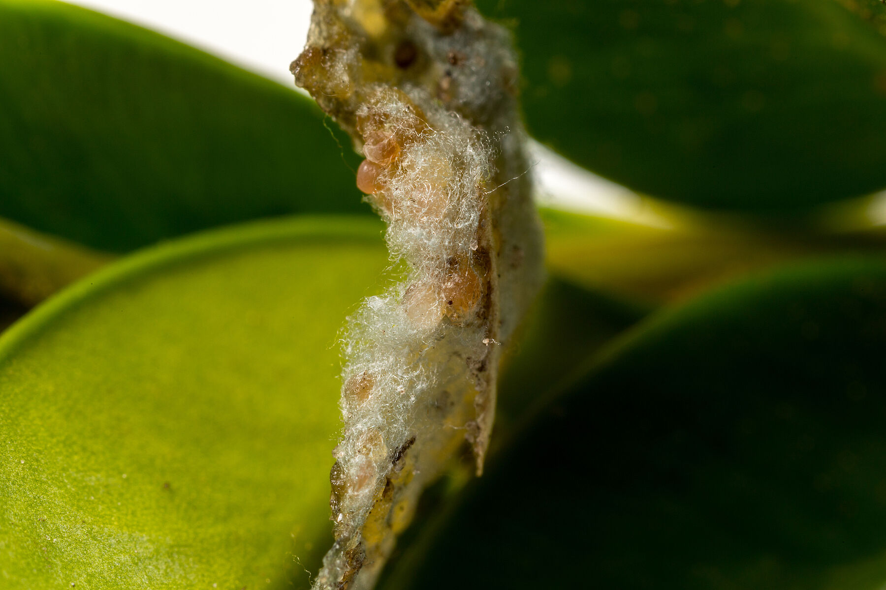 Box tree moth - Biocontrol, Damage and Life Cycle