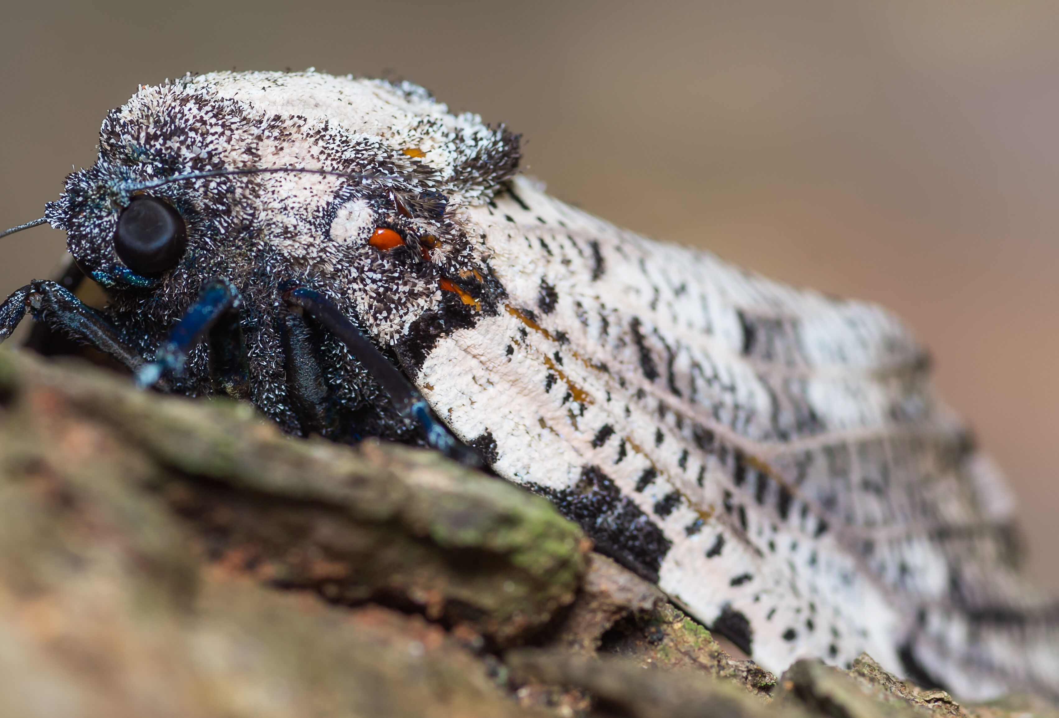 Leopard moth - Biocontrol, Damage and Life Cycle