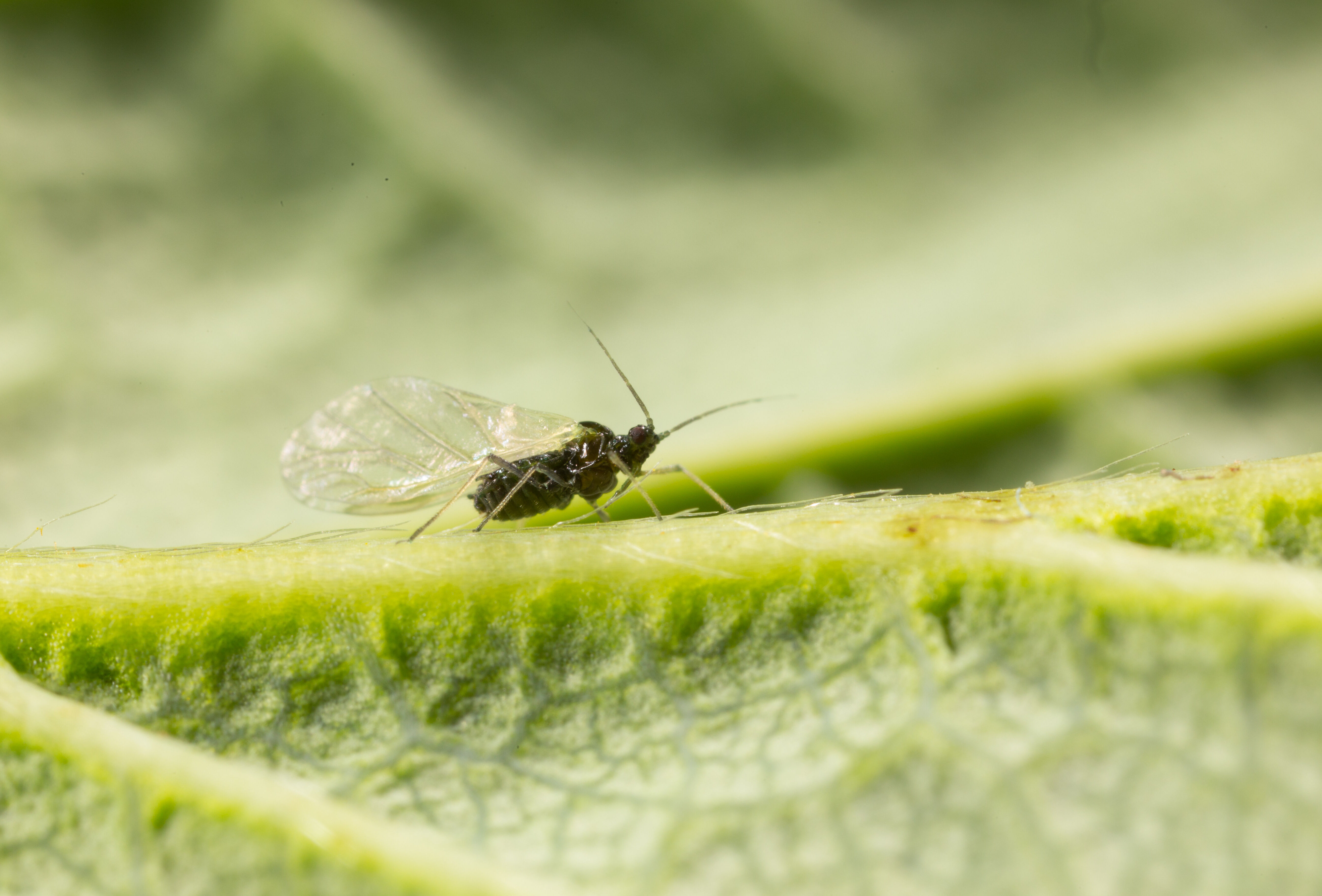 Black Bean Aphids The Black Bean Aphid (Aphis Fabae) Is A Member Of