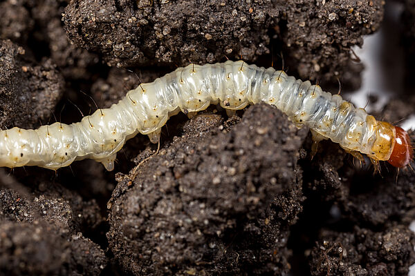 moth larvae uk