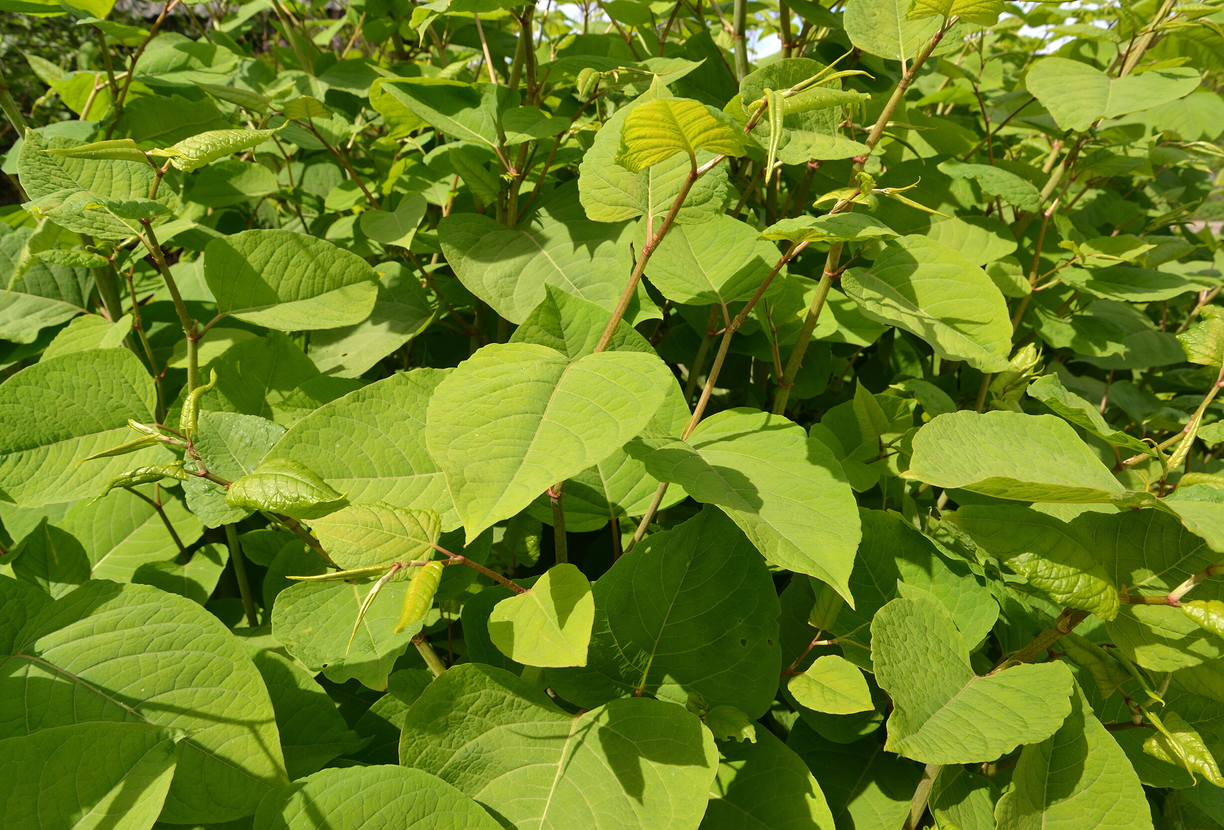 Koppert participates in promising biological weed control research ...