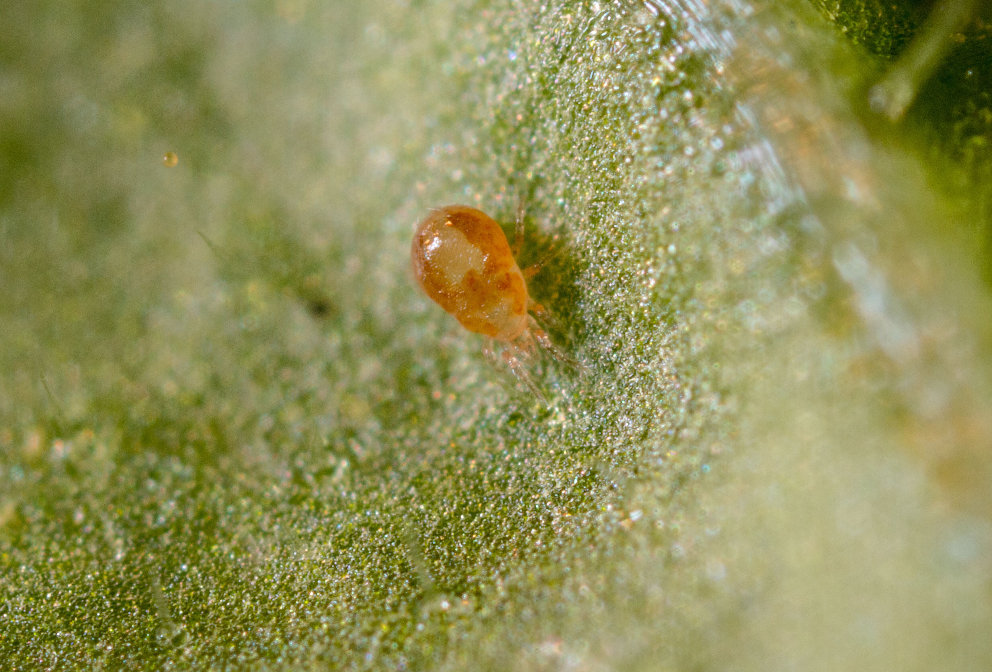 Spical | Spider Mite Control | Predatory Mites (Neoseiulus californicus)