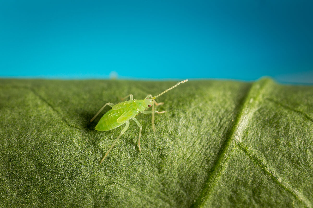 Mirical-N | Pest Control | Predatory Bugs (Macrolophus pygmaeus)