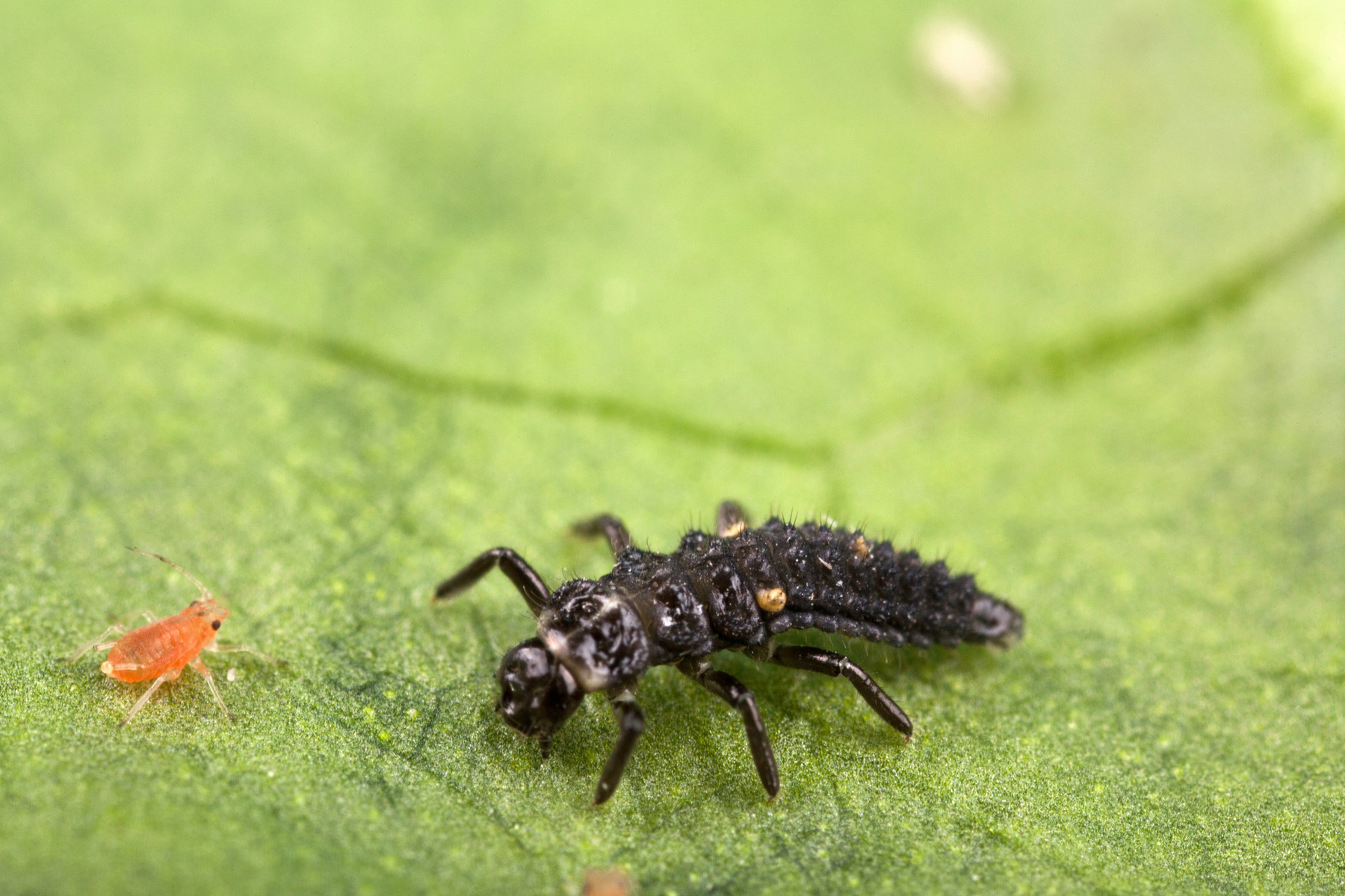 Adalia bipunctata - Predatory Beetle for Aphid Control