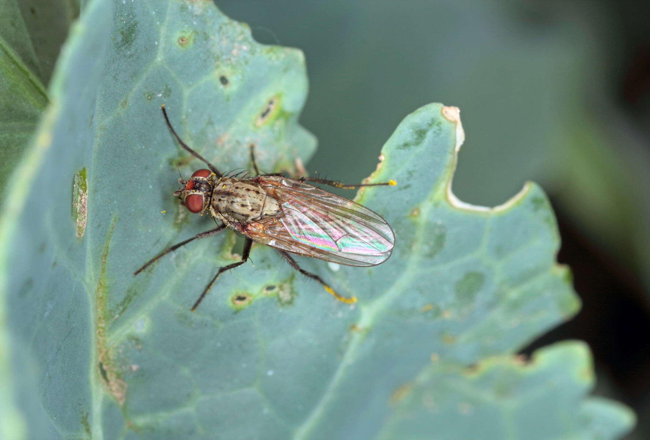 Cabbage root fly - Biocontrol, Damage and Life Cycle