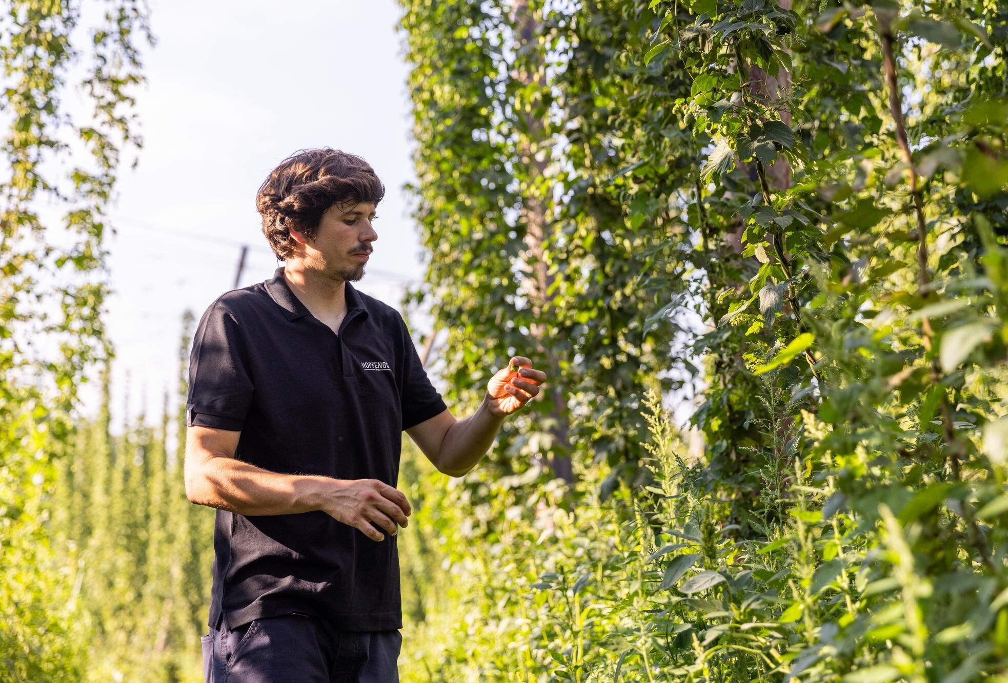 Hop Grower: A dive into organic hop farming and biological crop protection