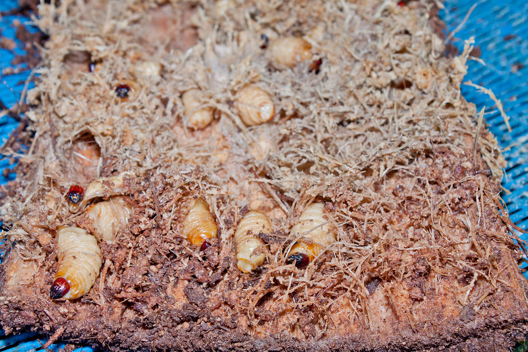 Red palm weevil - Biocontrol, Damage and Life Cycle