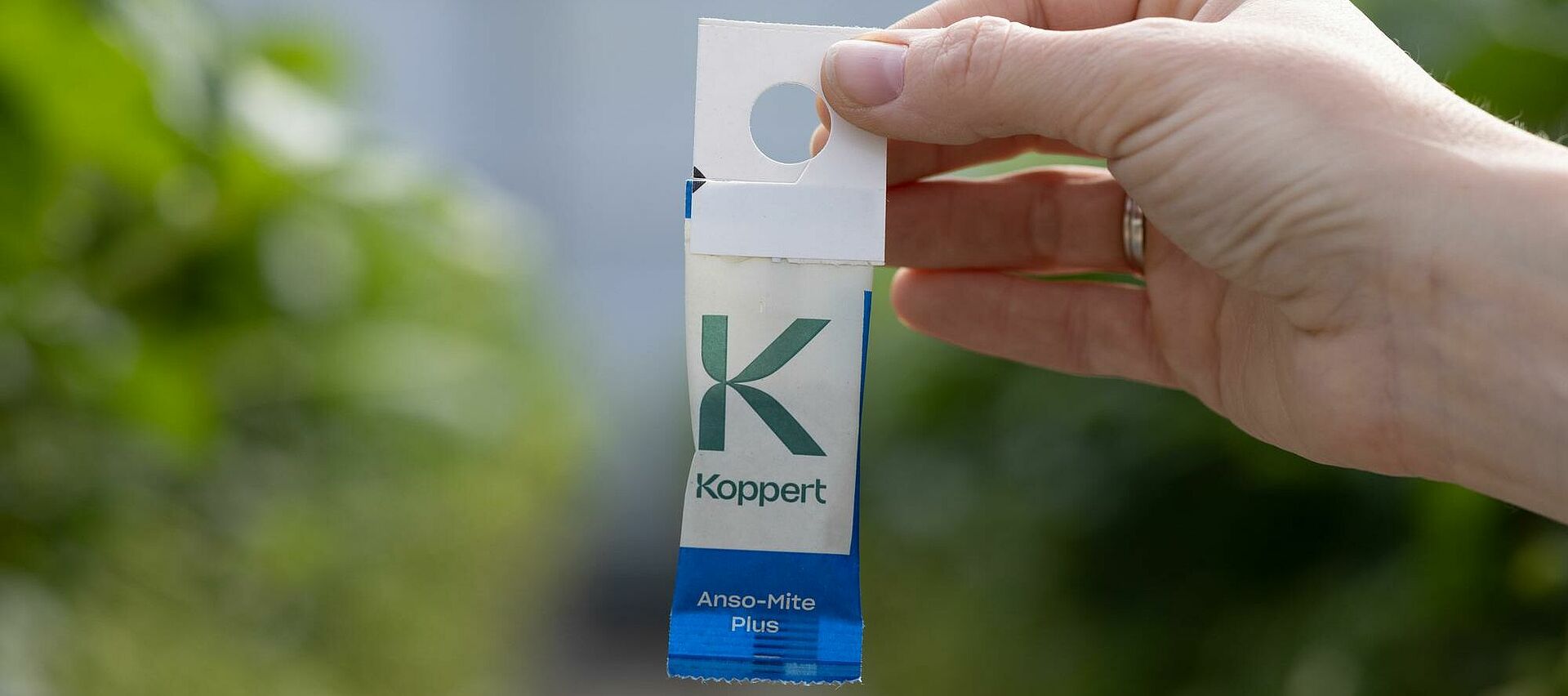 Amblyseius andersoni - Predatory Mite for Thrips and Mite Control