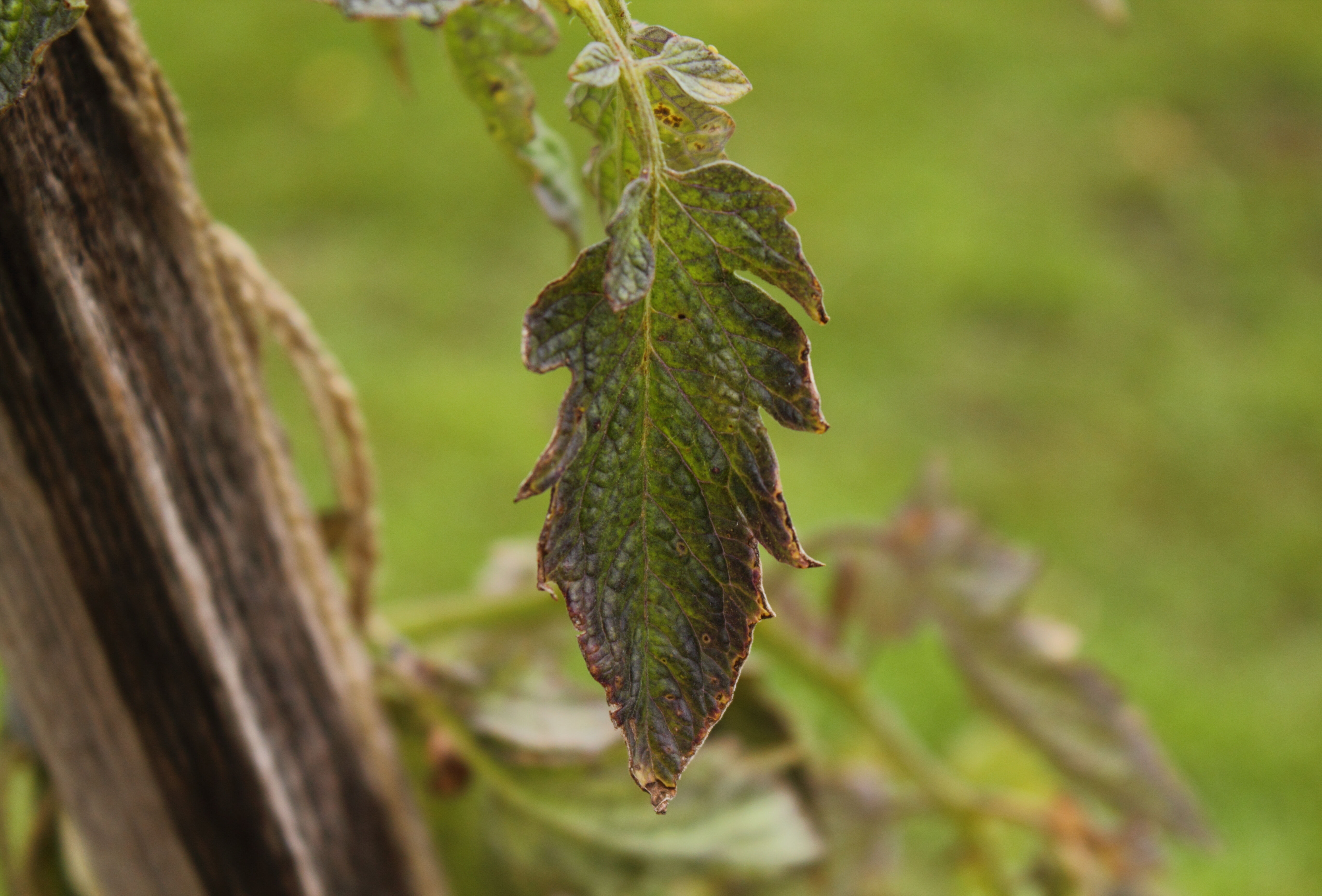 Verticillium Wilt Tomato