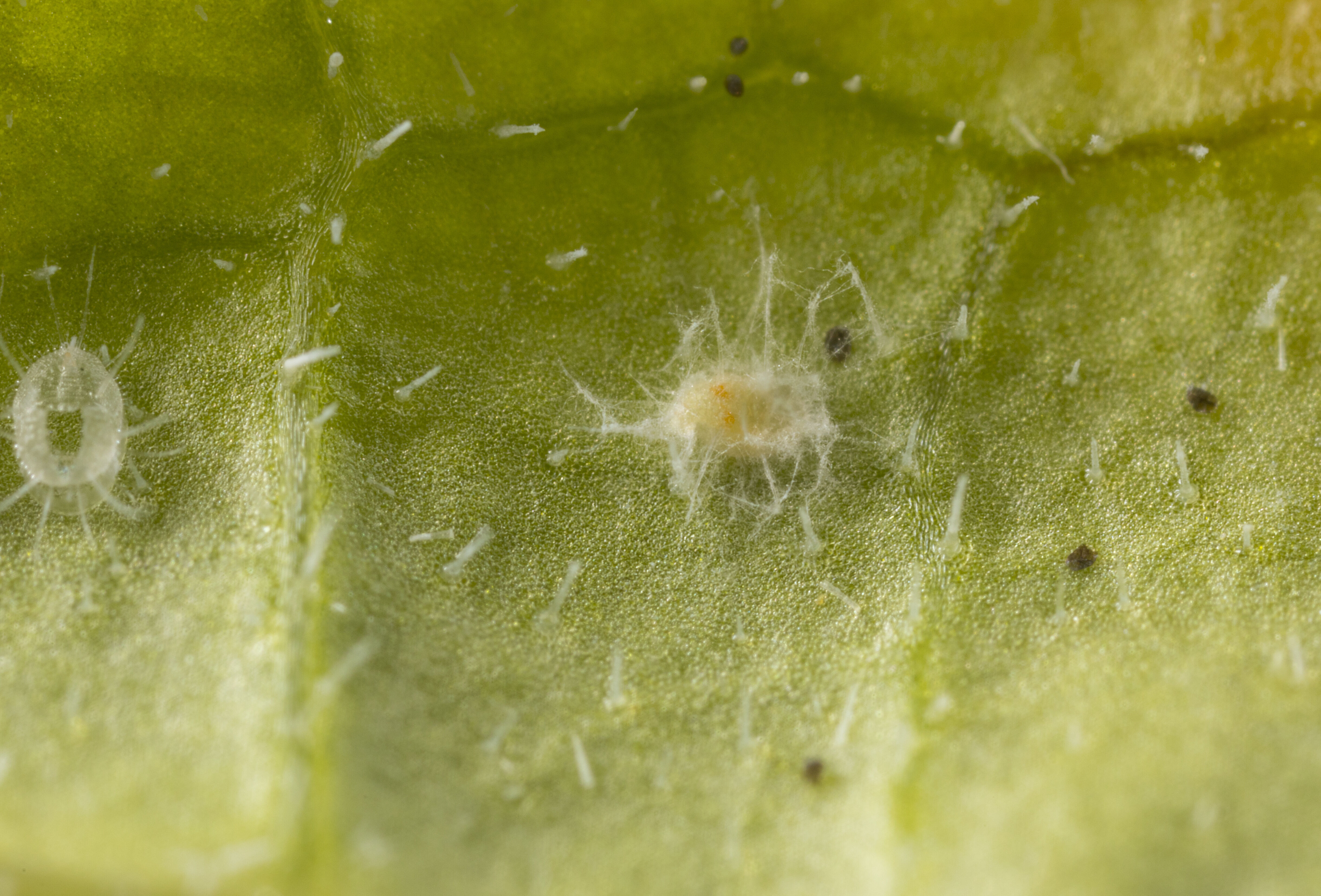 Mycotal | Control Whitefly, Thrips and Aphids | Bio-Insecticide ...